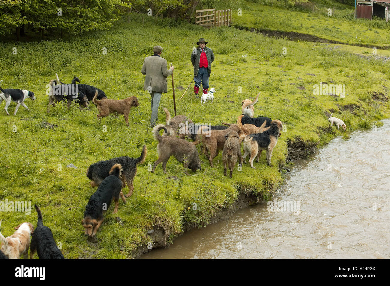 mink hounds in mid wales Stock Photo - Alamy
