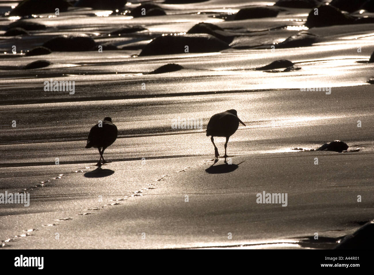 Pair of variable oystercatchers cross the path of a retreating wave at ...