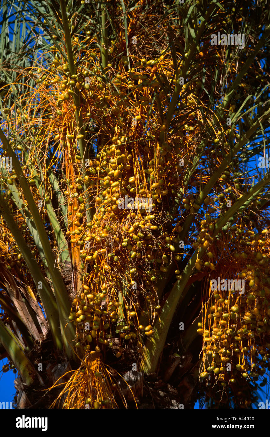 Tall palm tree north africa hi-res stock photography and images - Alamy