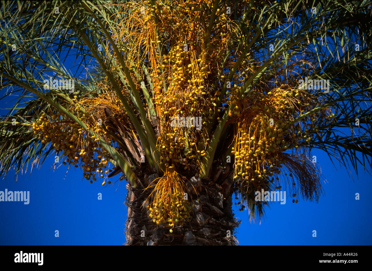 Tall palm tree north africa hi-res stock photography and images - Alamy