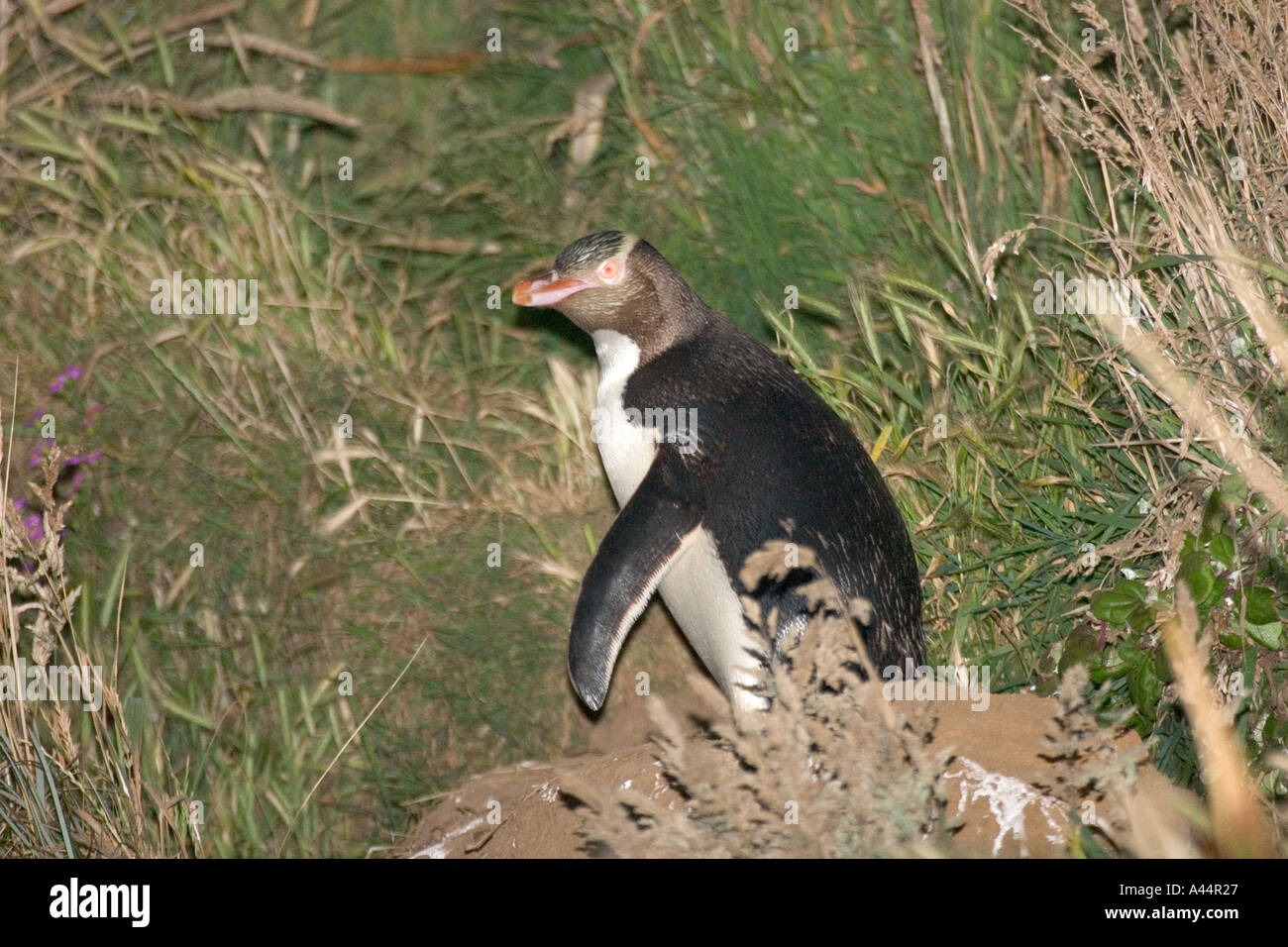 Yellow eyed Penguin on the mound outside its nesting burrow after ...