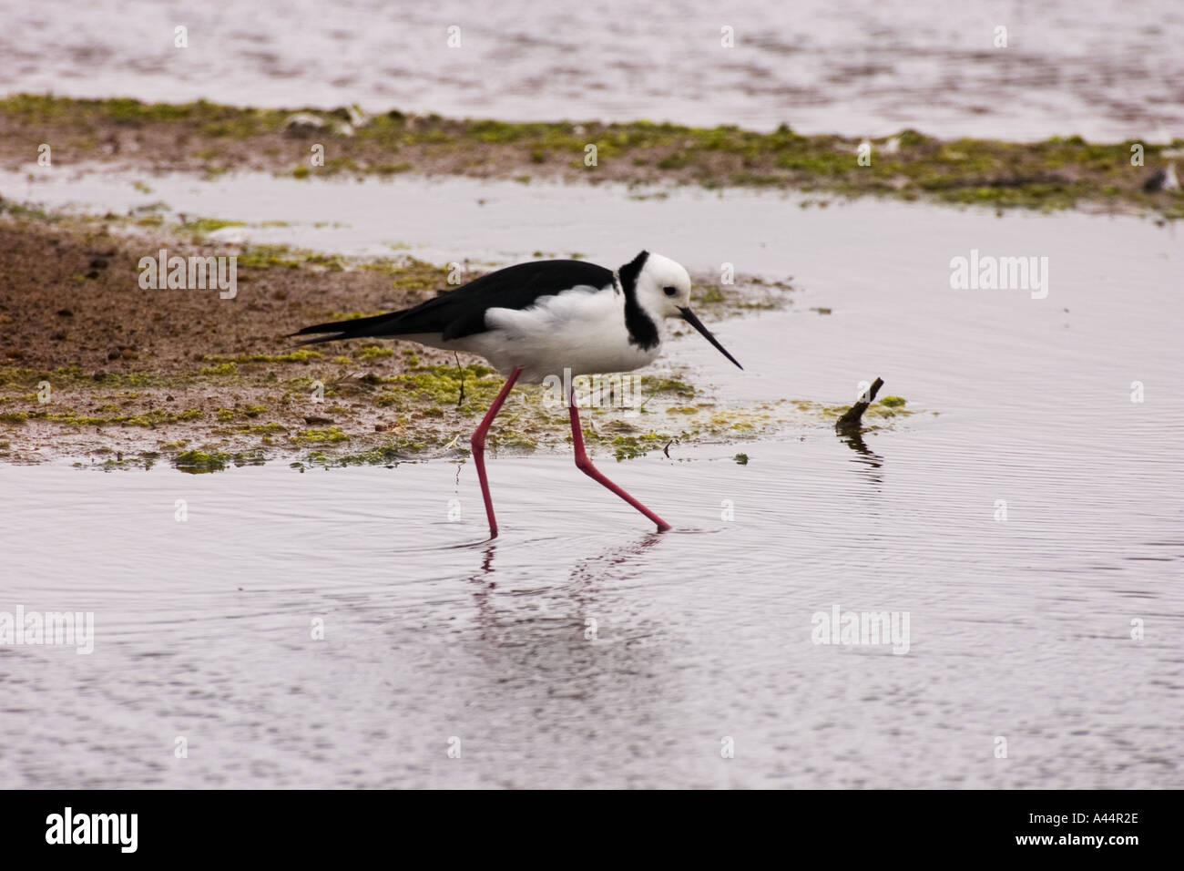 New zealand pied stilt hi-res stock photography and images - Alamy