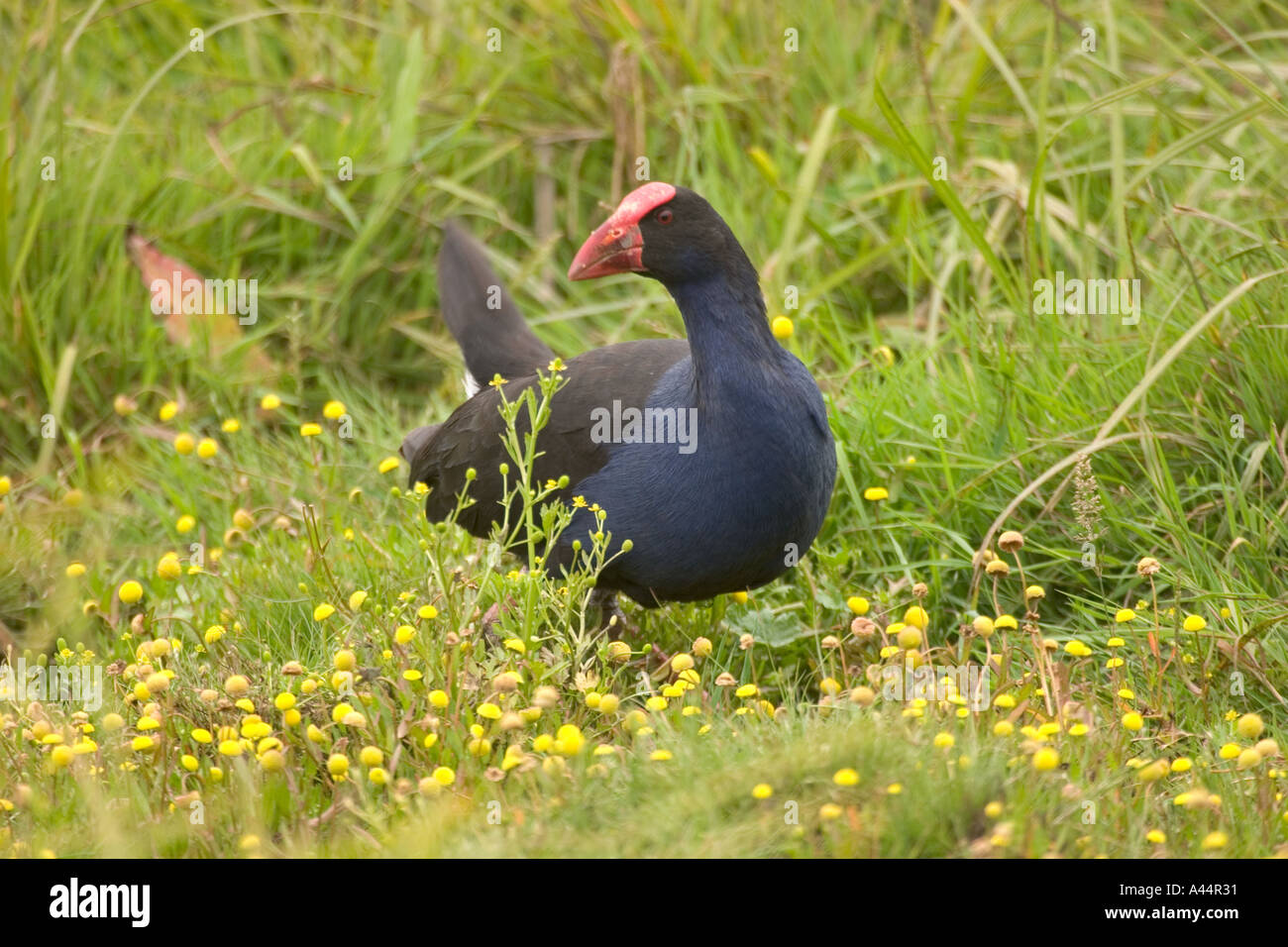 Pukeko wildlife hi-res stock photography and images - Alamy
