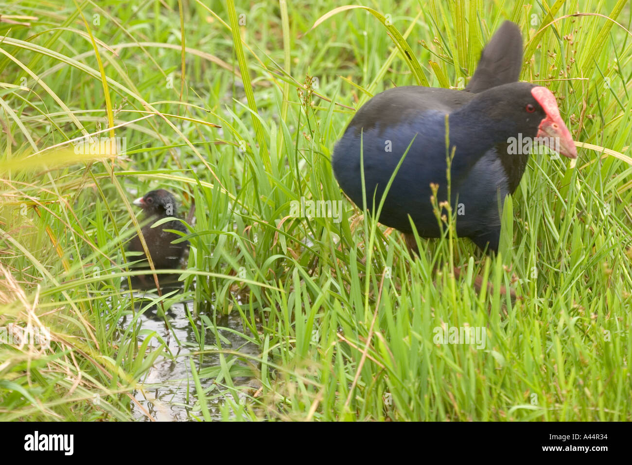 Pukeko with chick Stock Photo - Alamy