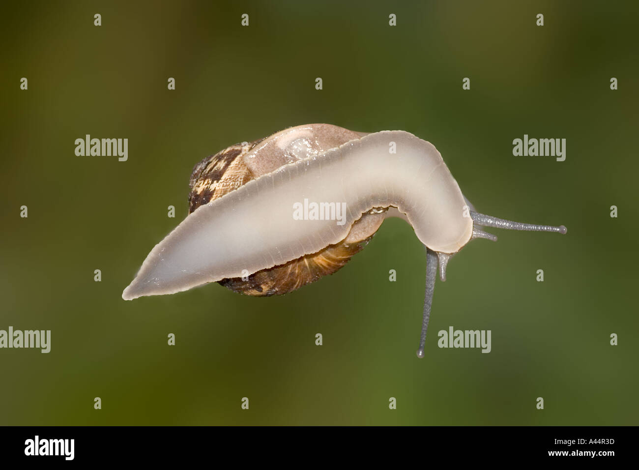 Snail making change of direction across window Stock Photo - Alamy