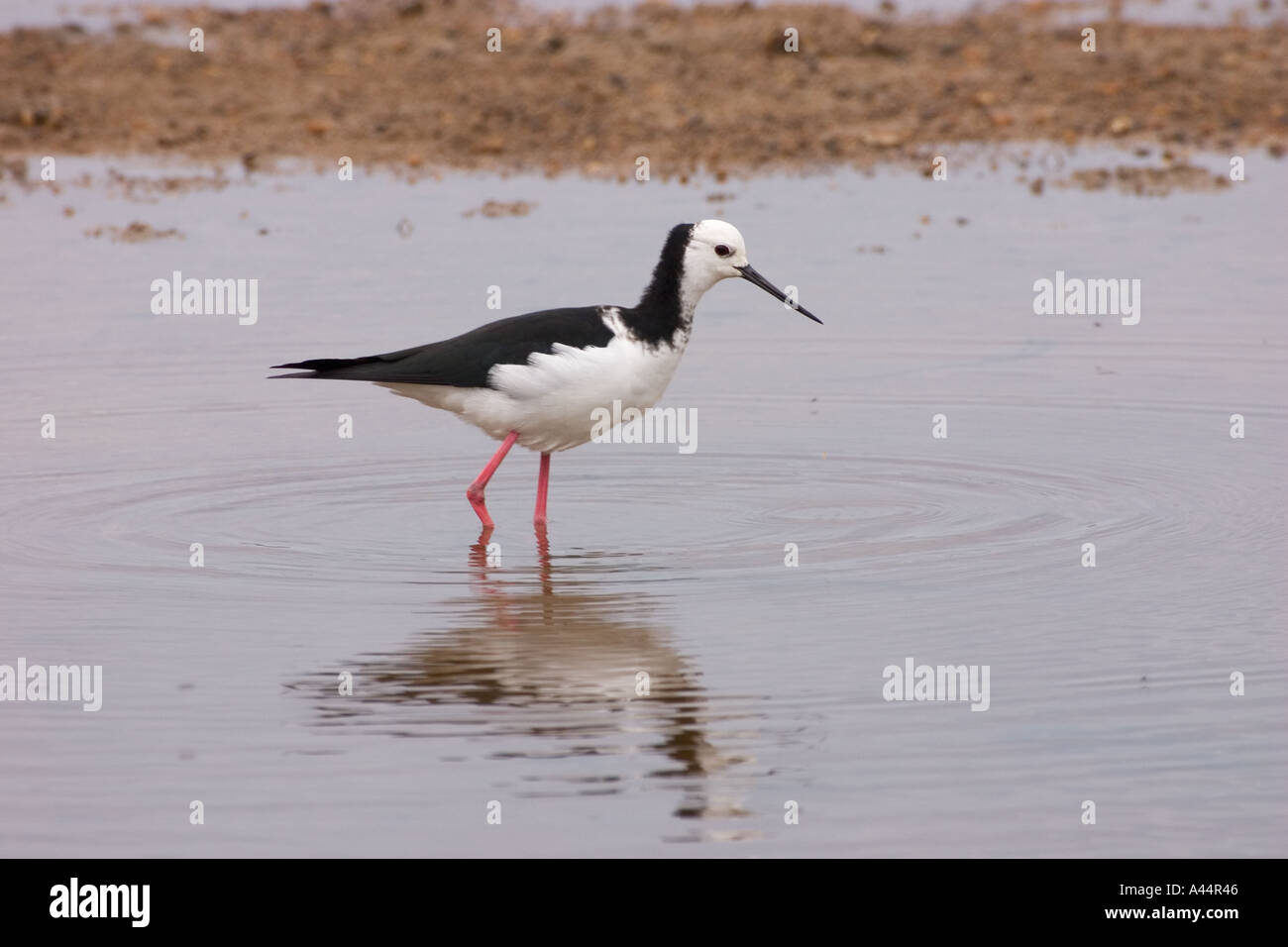 New zealand pied stilt hi-res stock photography and images - Alamy