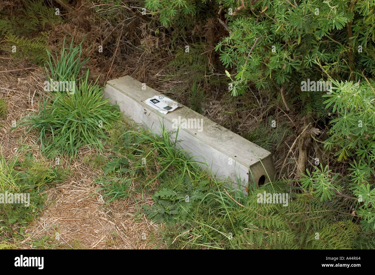 Poison baited trap at Okia Flats Intended for polecats and stoats which ...