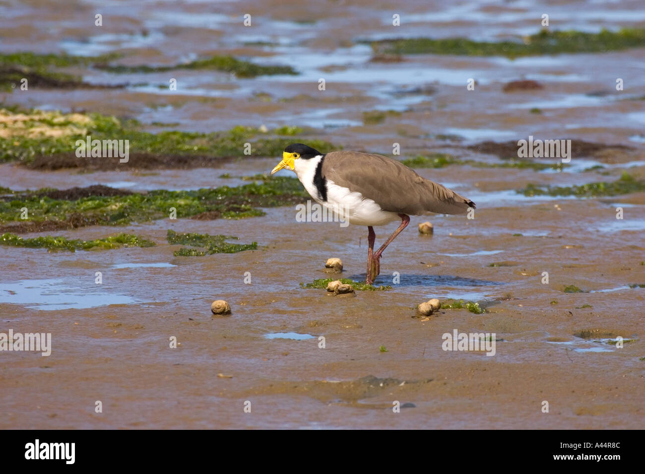 Spur winged Plover hunting Stock Photo - Alamy