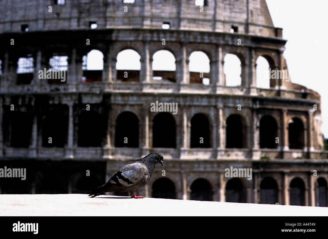 Pigeons of rome hi-res stock photography and images - Alamy