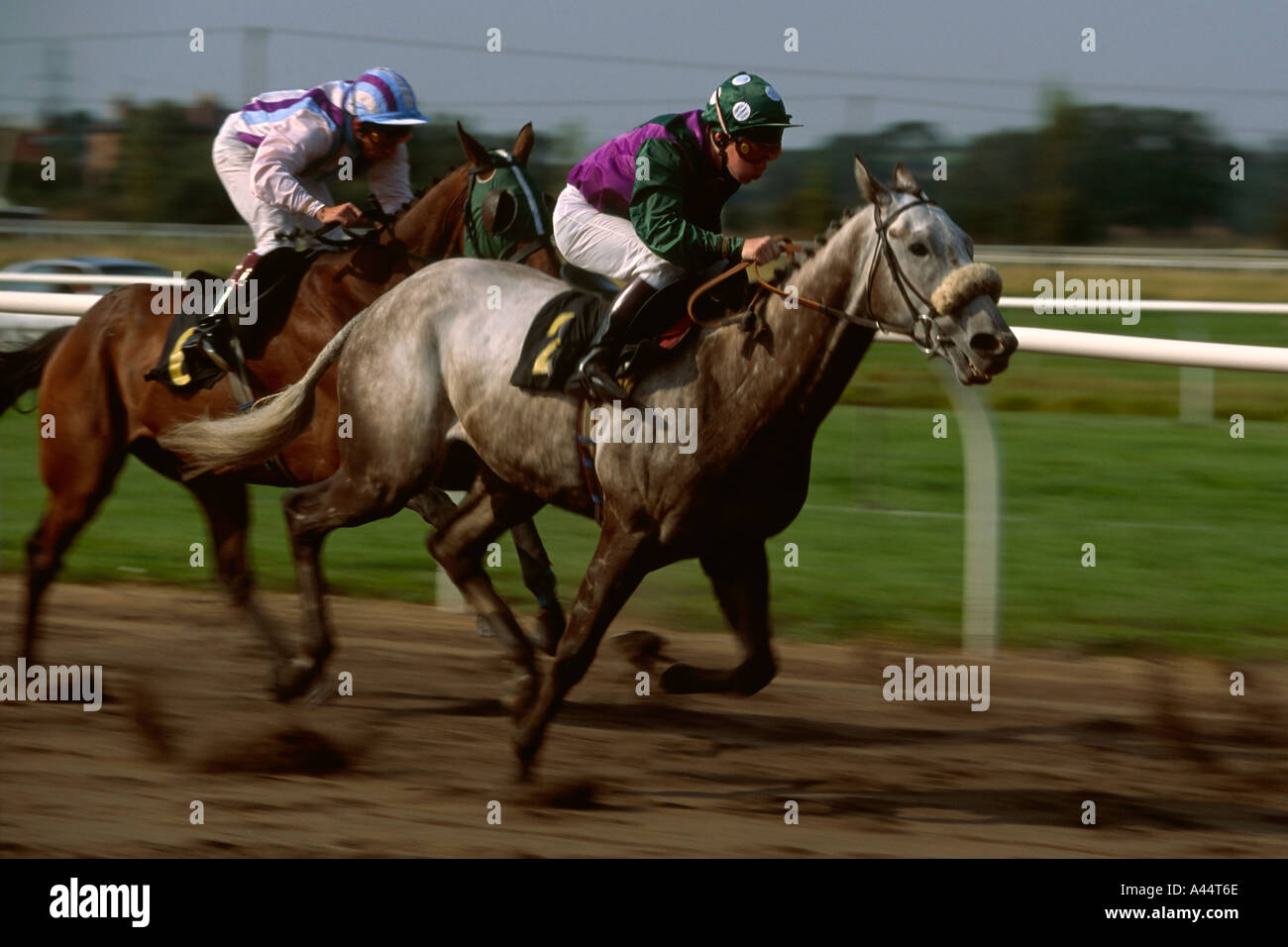two horses race on all weather track at Southwell UK Stock Photo - Alamy
