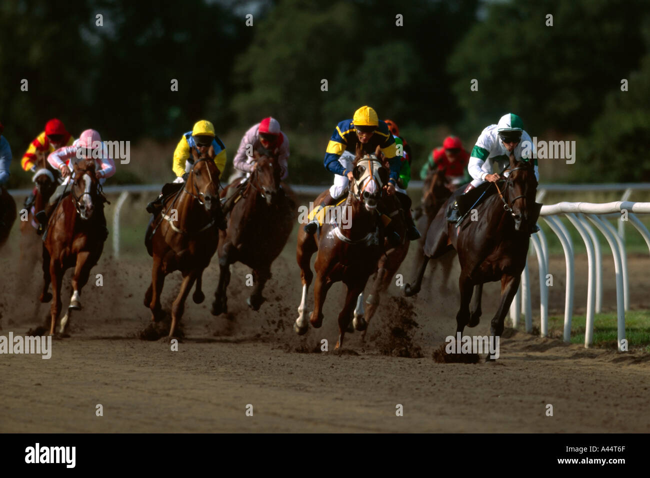 All weather racing track horses hi-res stock photography and images - Alamy