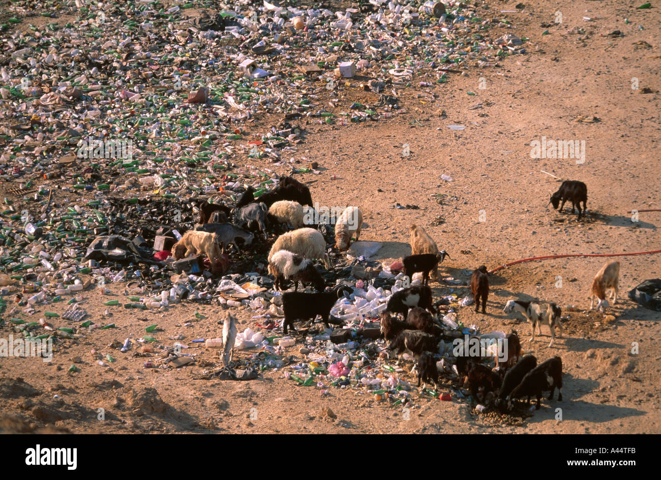 Goats eating rubbish hi-res stock photography and images - Alamy