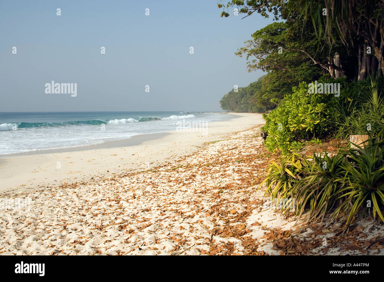 India Andaman and Nicobar Havelock Island rainforest fringed Radha ...