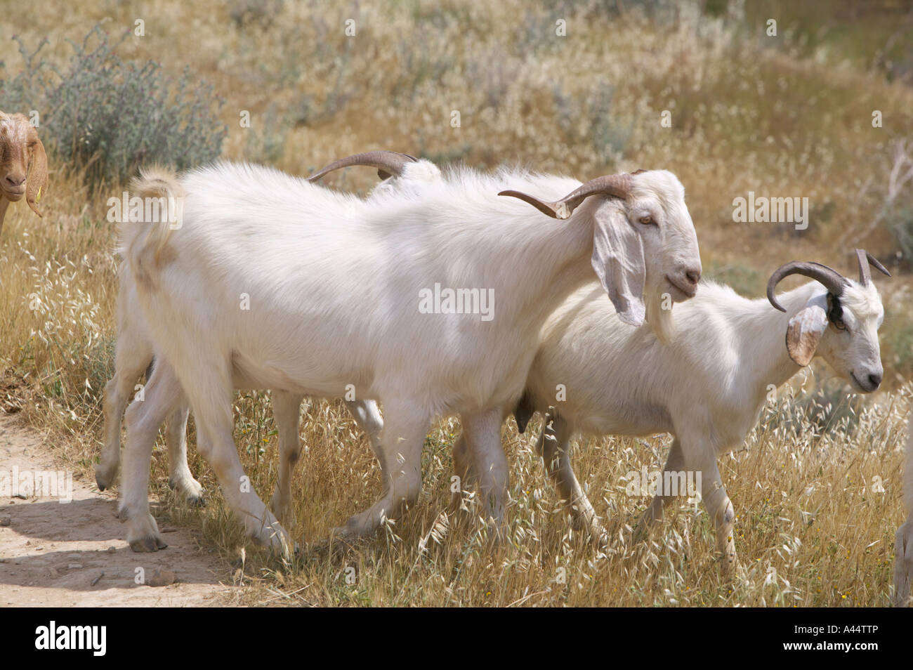 Cyprus Goats High Resolution Stock Photography and Images - Alamy