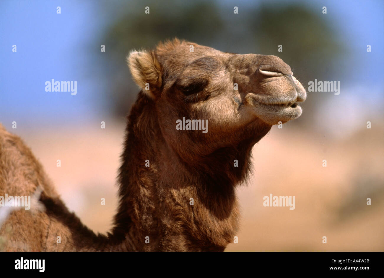 Camel 1 hump hi-res stock photography and images - Alamy