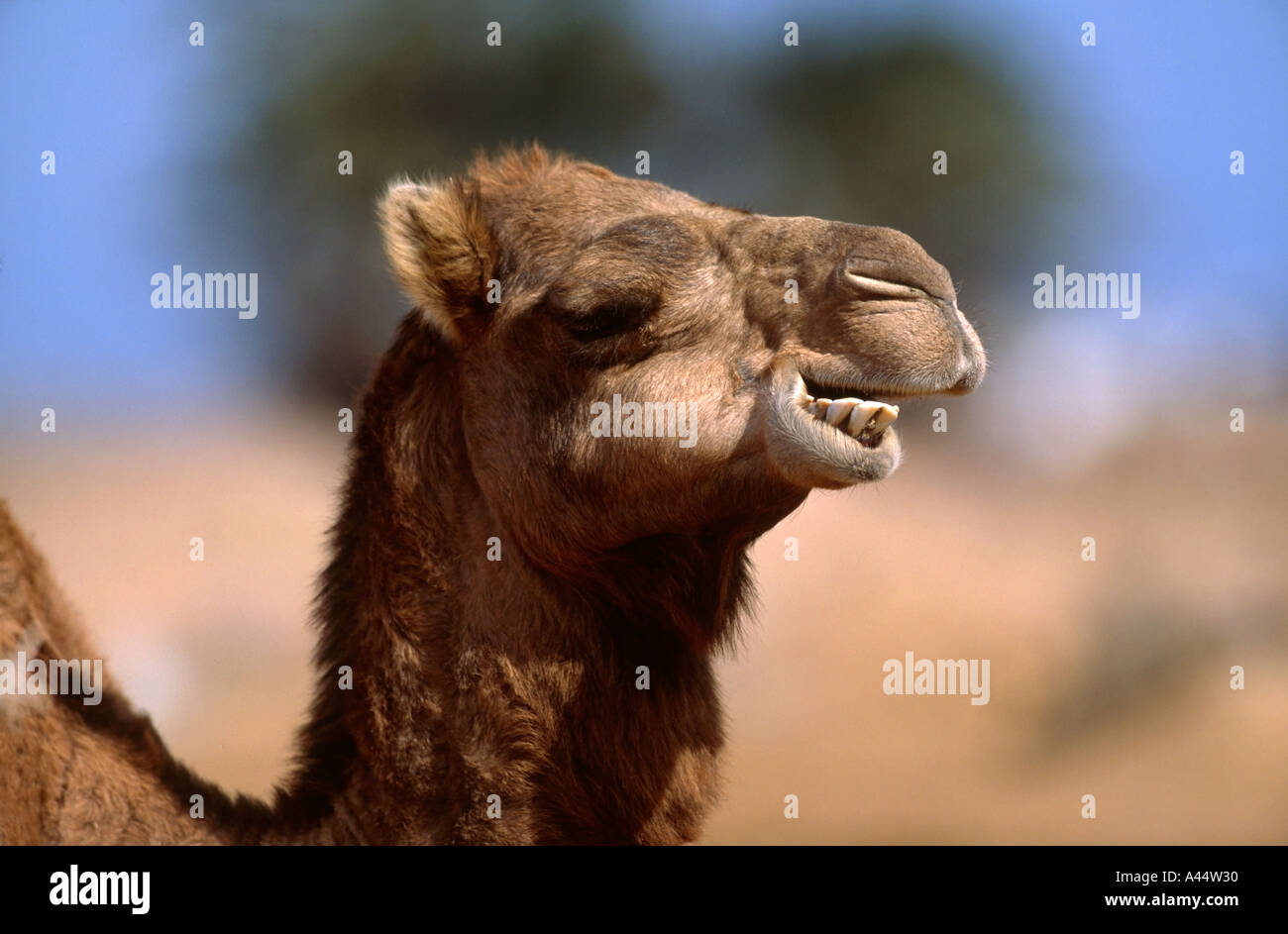 wild dromedary camel in the desert at Dahab Sinai Egypt Stock Photo - Alamy