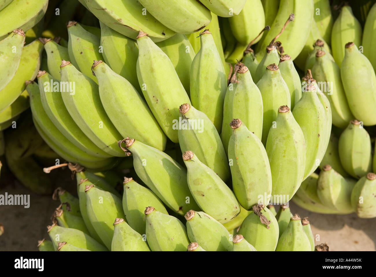 India Andaman and Nicobar Havelock Island Number one jetty green banana ...