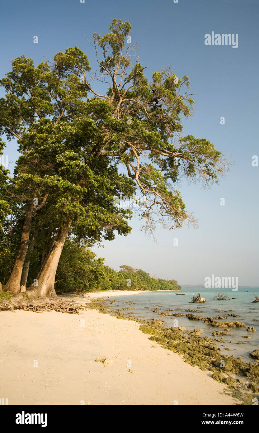 India Andaman and Nicobar Havelock Island east coast remains of coastal ...
