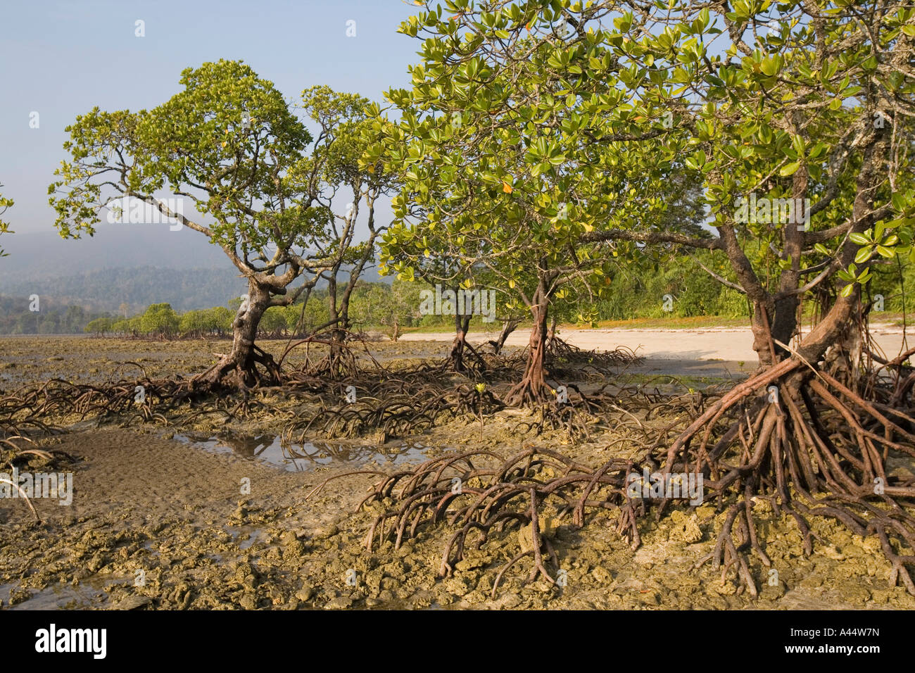 India Andaman and Nicobar North Andaman Island Diglipur coastal ...