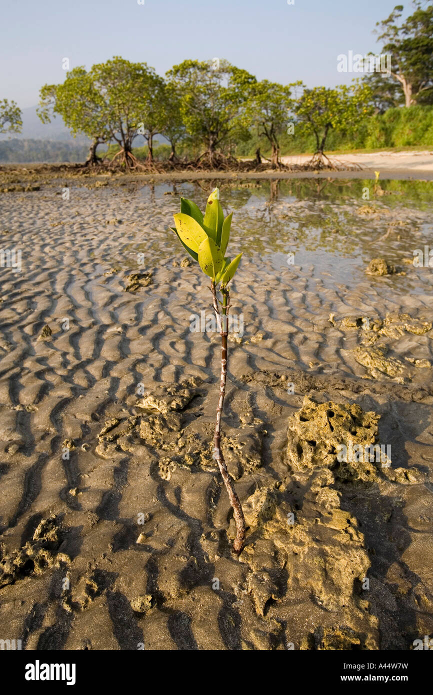 India Andaman and Nicobar North Andaman Island Diglipur coastal ...