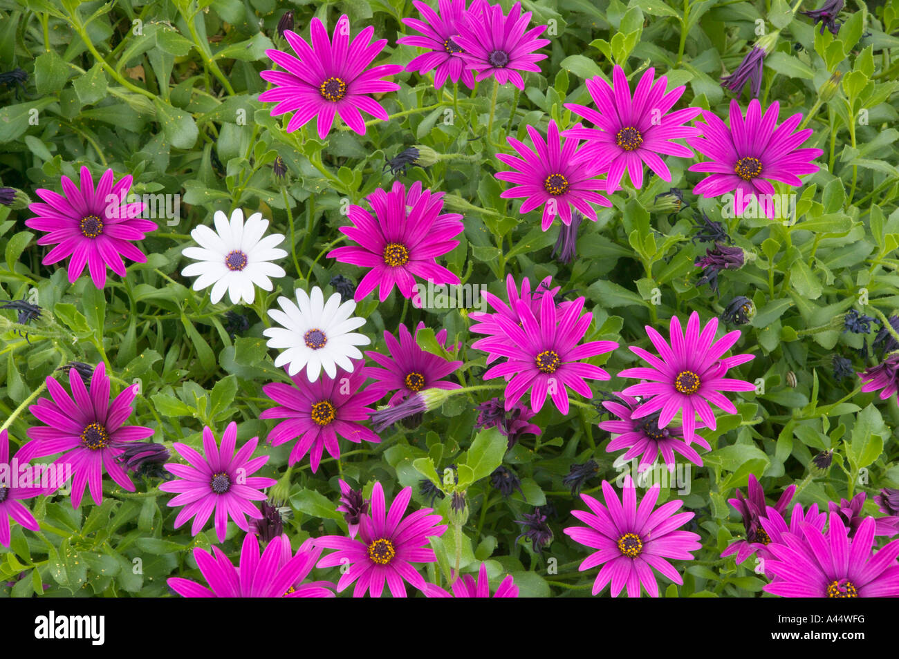 Flower north cyprus hi-res stock photography and images - Alamy