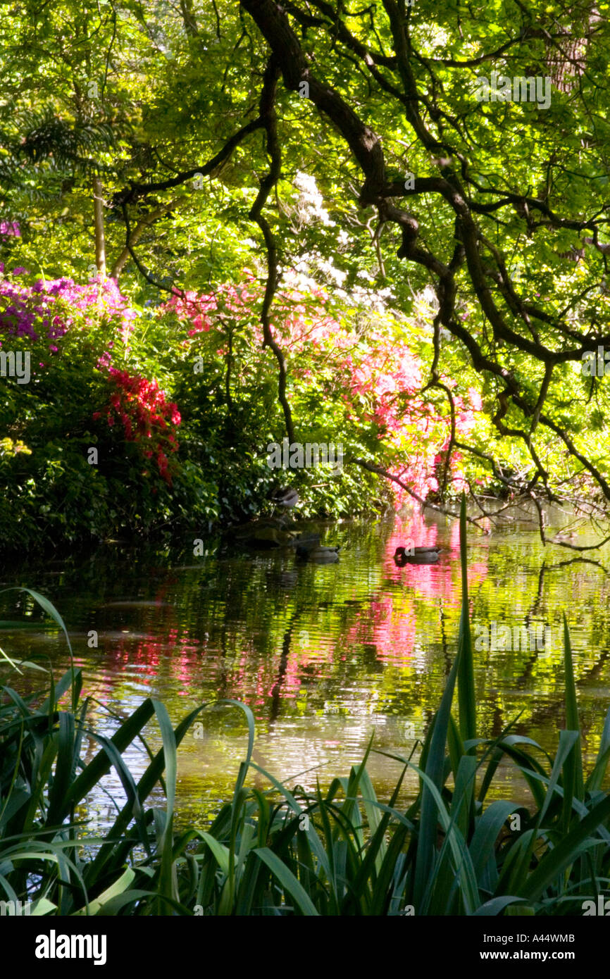 Pond in Cannizaro Park Stock Photo - Alamy
