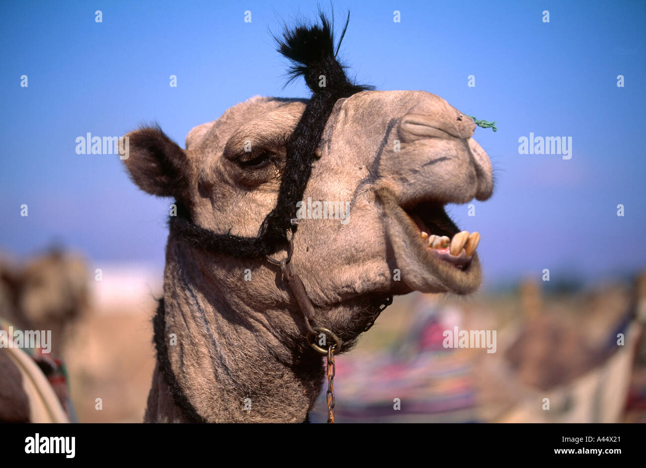 Arabian camel harness hi-res stock photography and images - Alamy