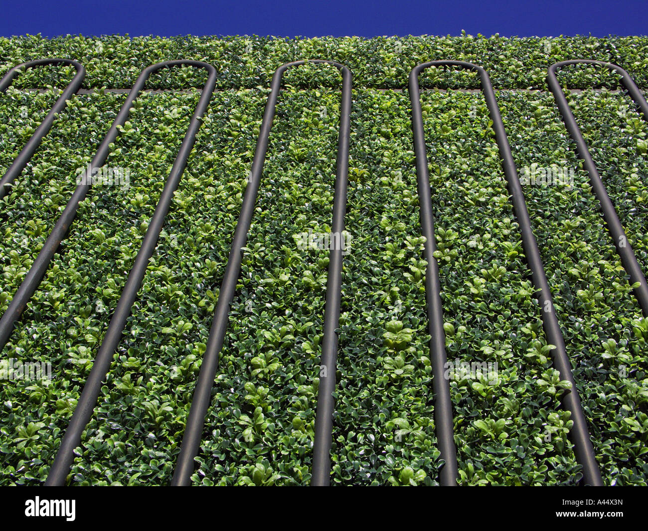 Well trimmed hedge with iron railings Stock Photo - Alamy