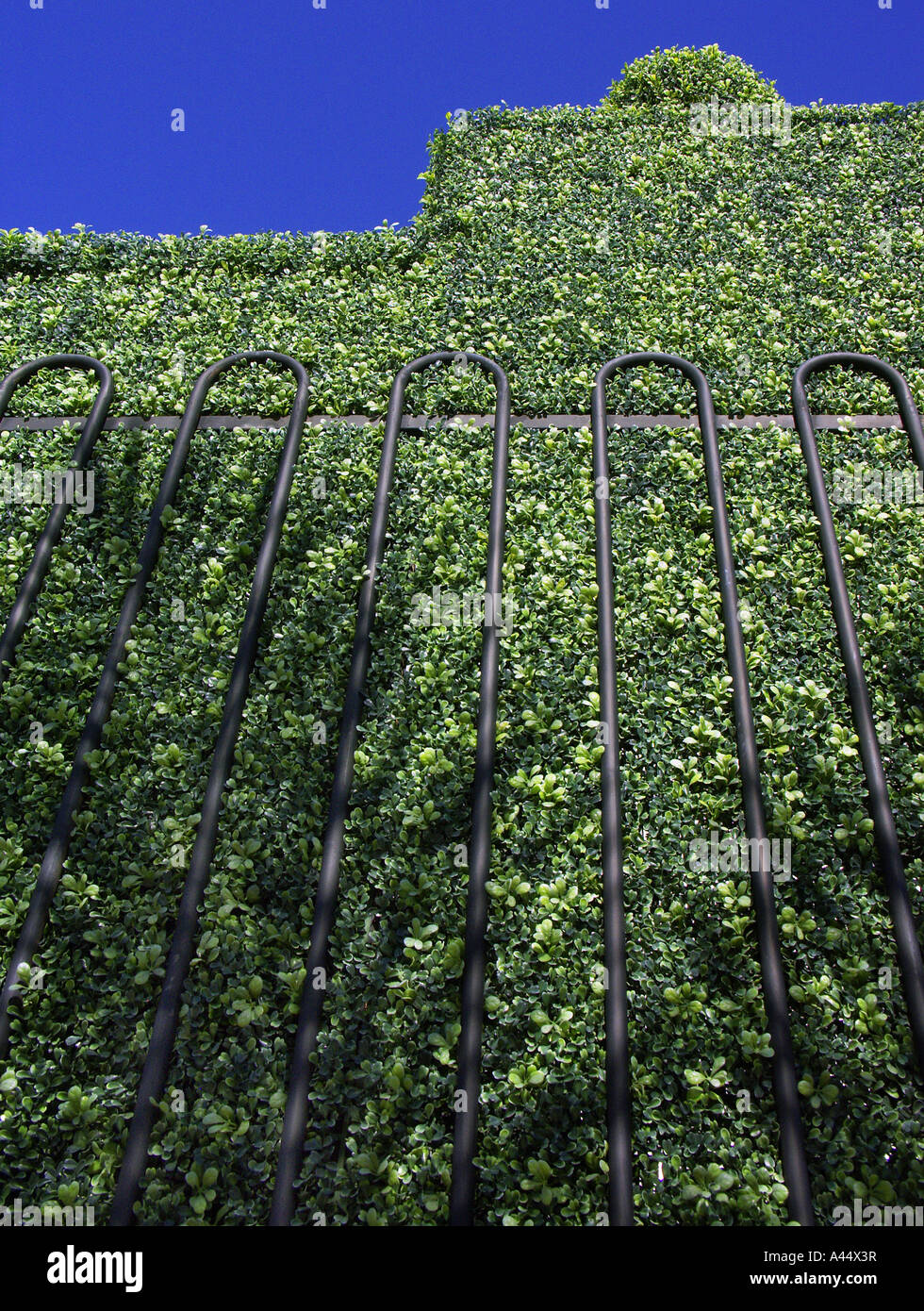 Well trimmed hedge with iron railings Stock Photo - Alamy