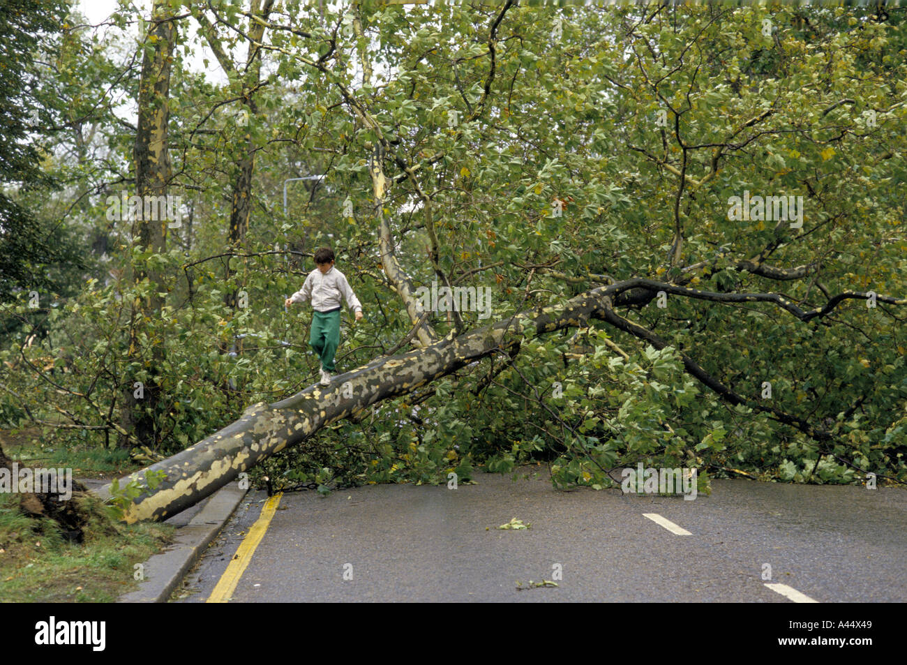 hurricane damage london 16 10 1987 child walking on the trunk of a tree ...