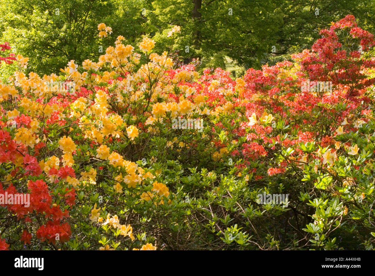 Stunning red rhododendron plant hi-res stock photography and images - Alamy
