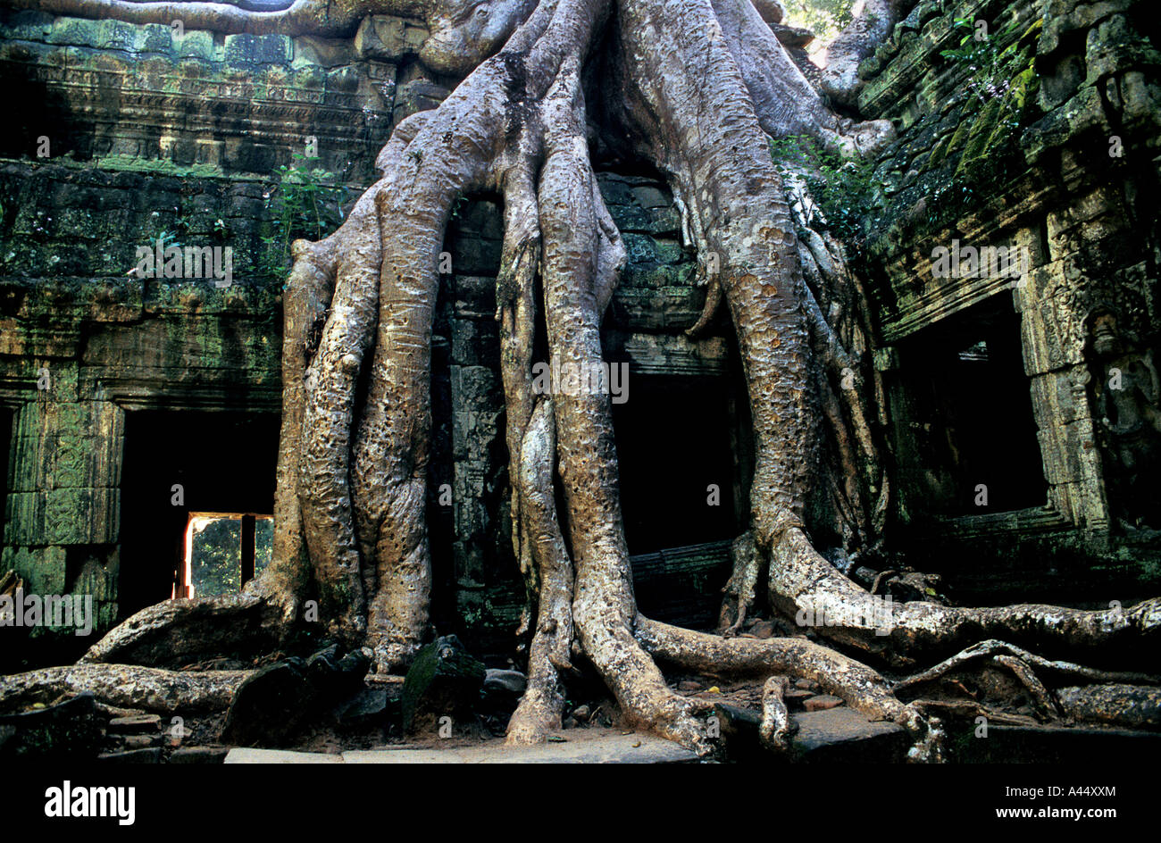 A monster tree in one of the temples of Angkor, Cambodia Stock Photo ...