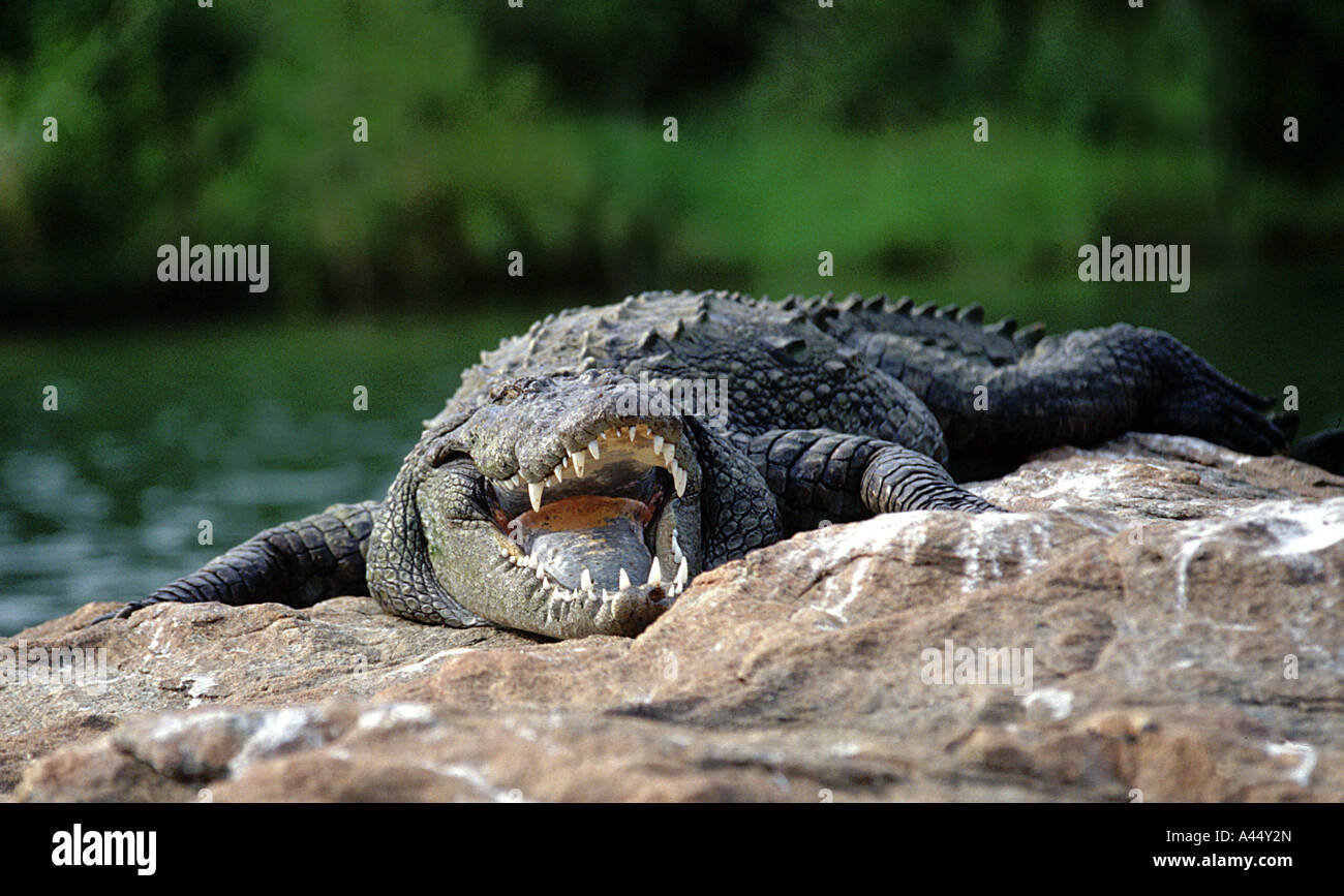 Reptiles india hi-res stock photography and images - Alamy