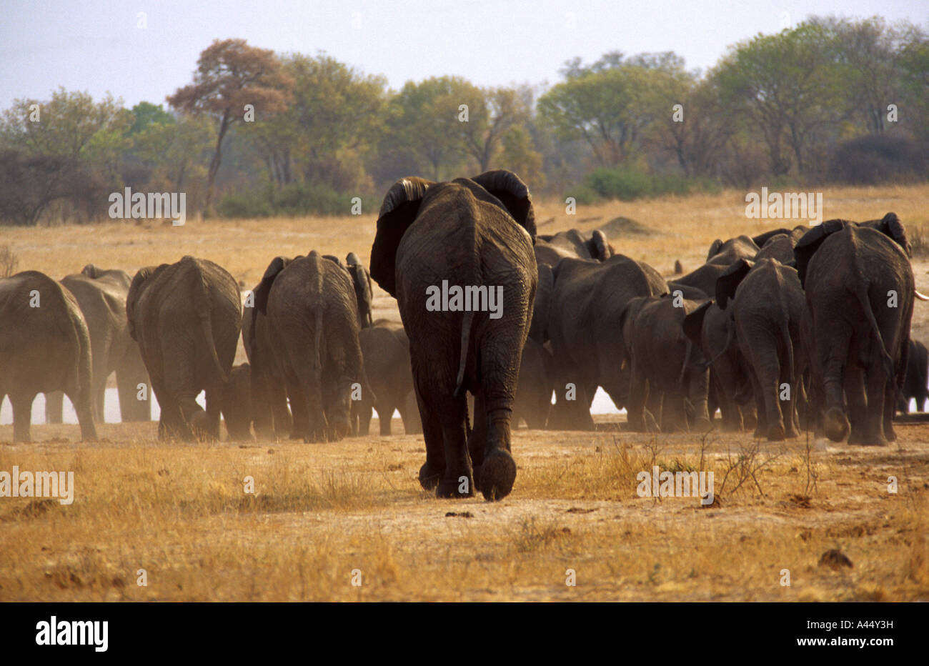A big herd of Elephants rush back to the bush. Hwange national park ...