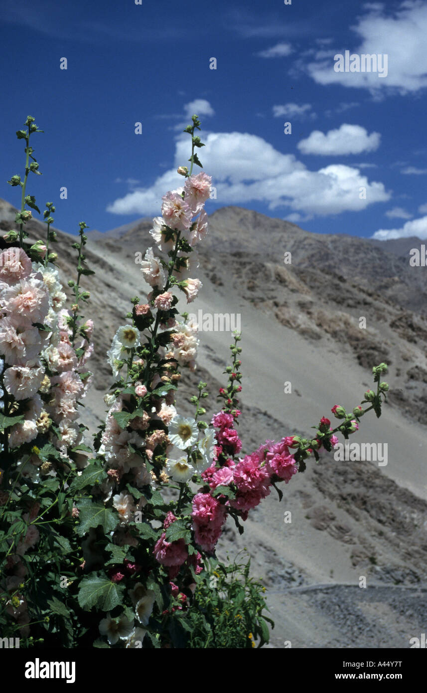 Colorful flowers blossom in the high altitude desert of Ladak, The ...