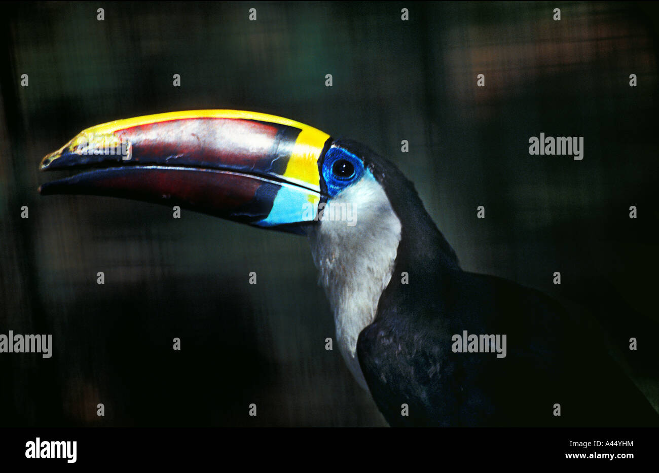 A colorful Tucan bird - Venezuela Stock Photo - Alamy