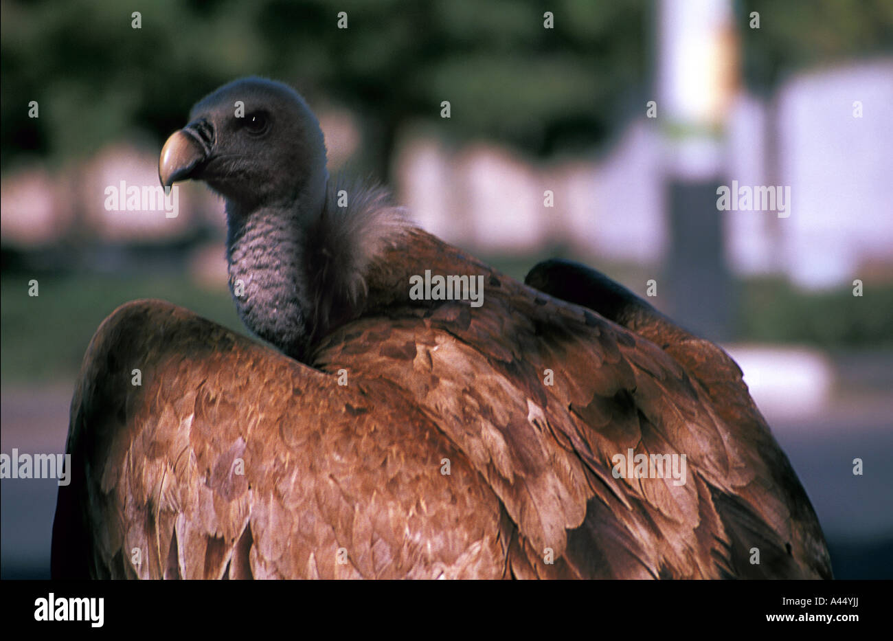 Vulture face hi-res stock photography and images - Alamy
