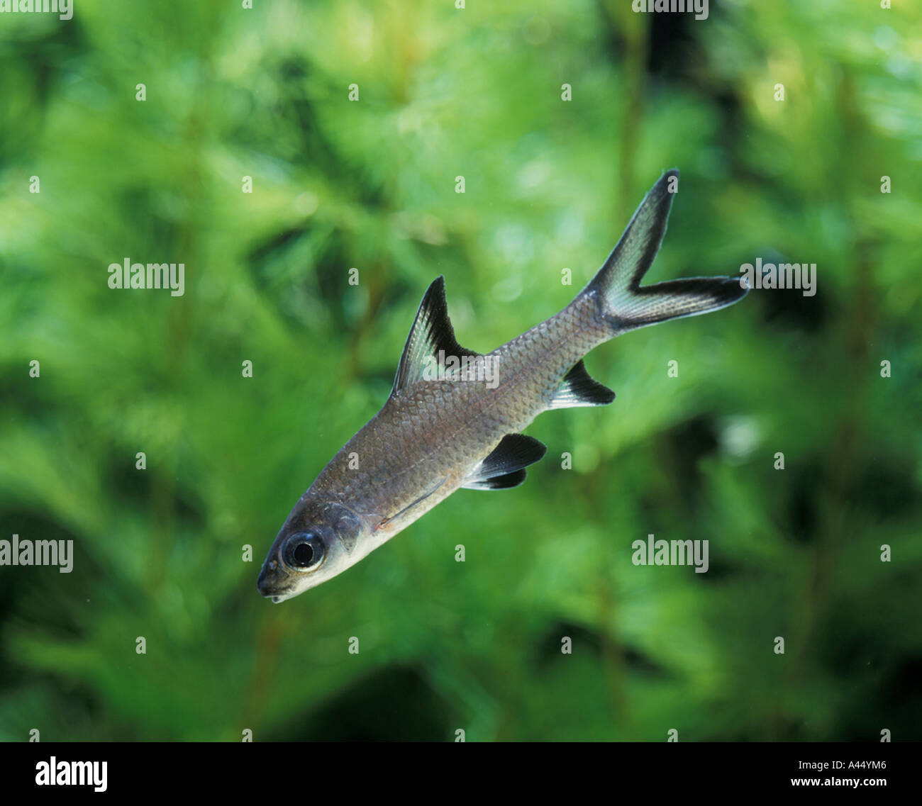 Bala Shark Silver Shark or Tricolor Shark Balantiocheilus Melanopterus ...