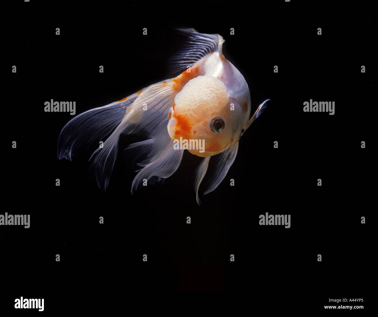 Lionhead Goldfish T te de lion Carassius auratus auratus water aquarium ...