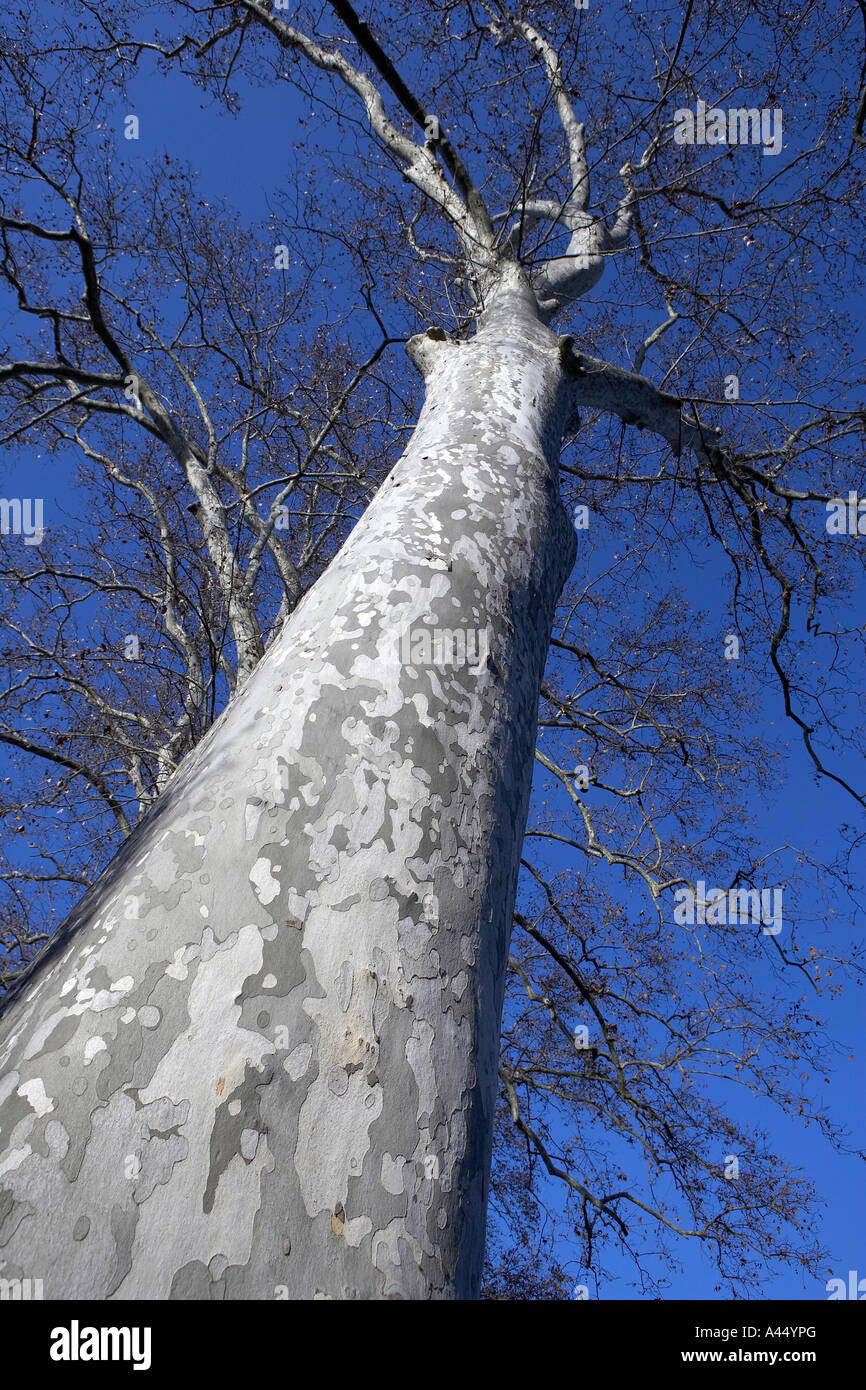 Close up of plain tree bark Boboli Gardens Florence Italy Europe Stock ...