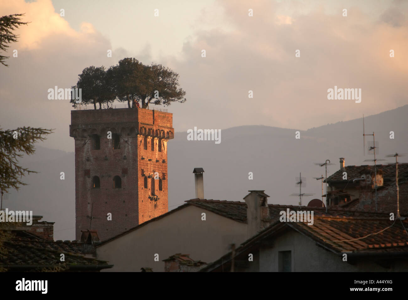 The Torre dei Guinigi Lucca Tuscany Italy with its tiny coppice of self ...