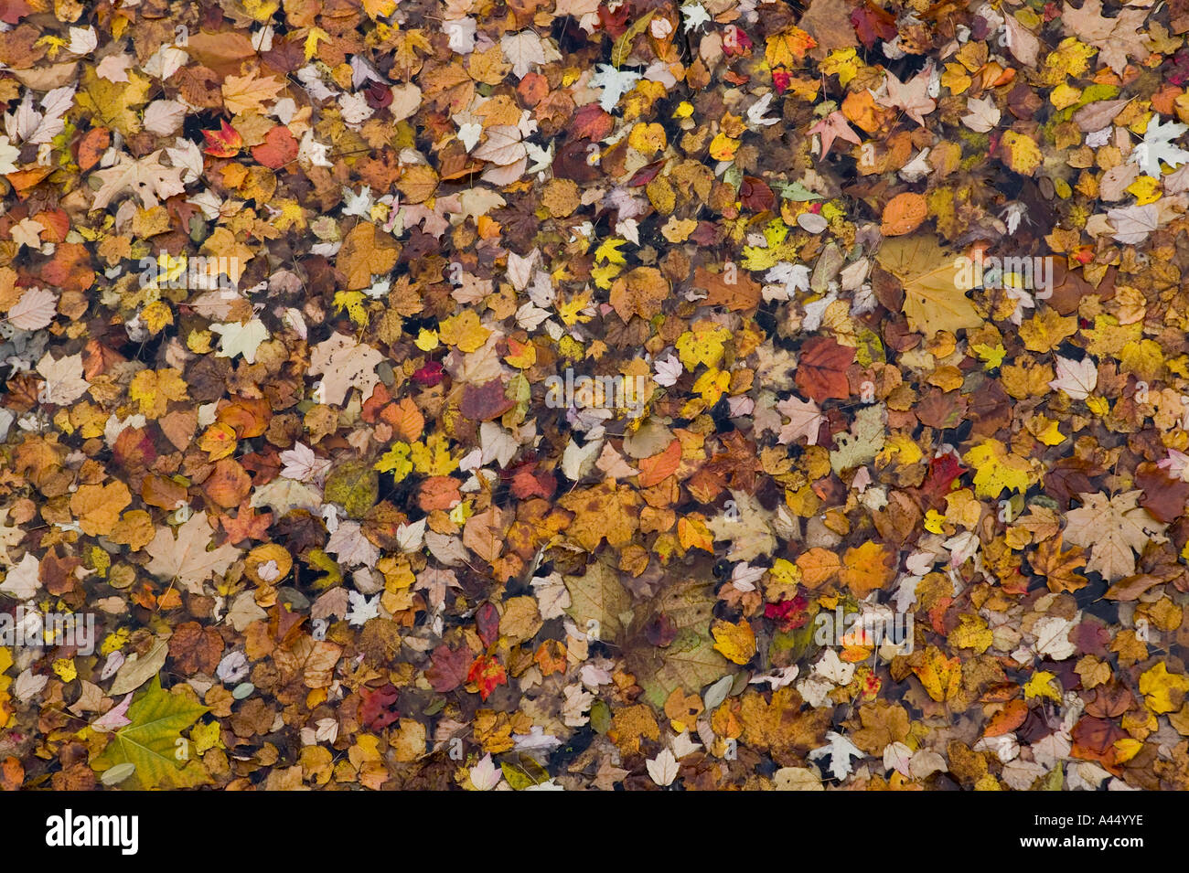 Leaves float on a lake in a forest landscape in full fall colors in the ...