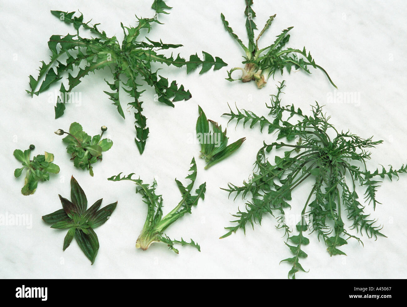 Angora Guinea Pigs High Resolution Stock Photography and Images - Alamy