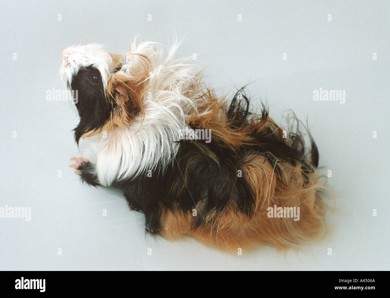 guinea pig bathing Stock Photo - Alamy