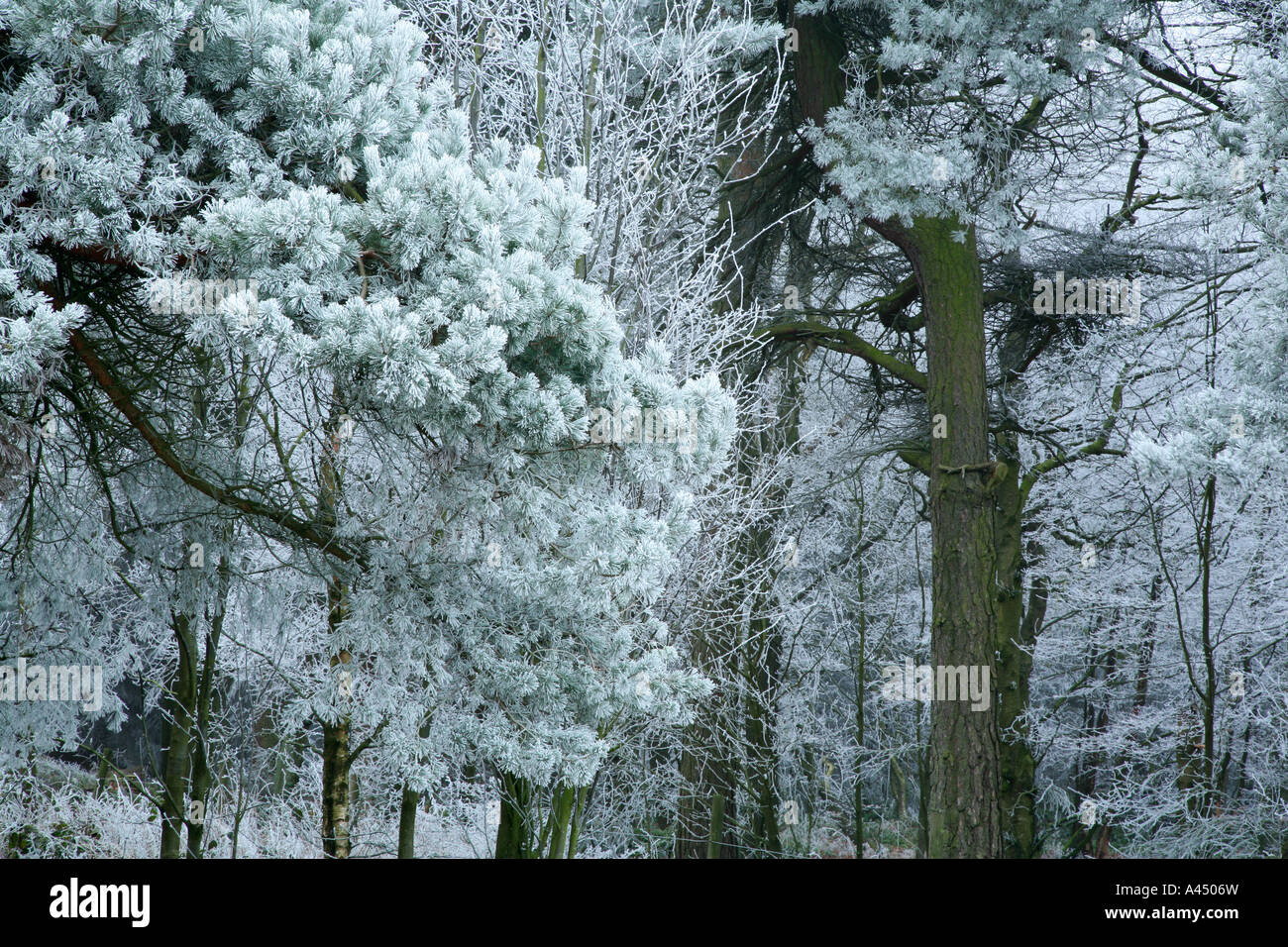 Frosty woodland scene, Hallam Moors near Redmires Reservoir, Sheffield ...