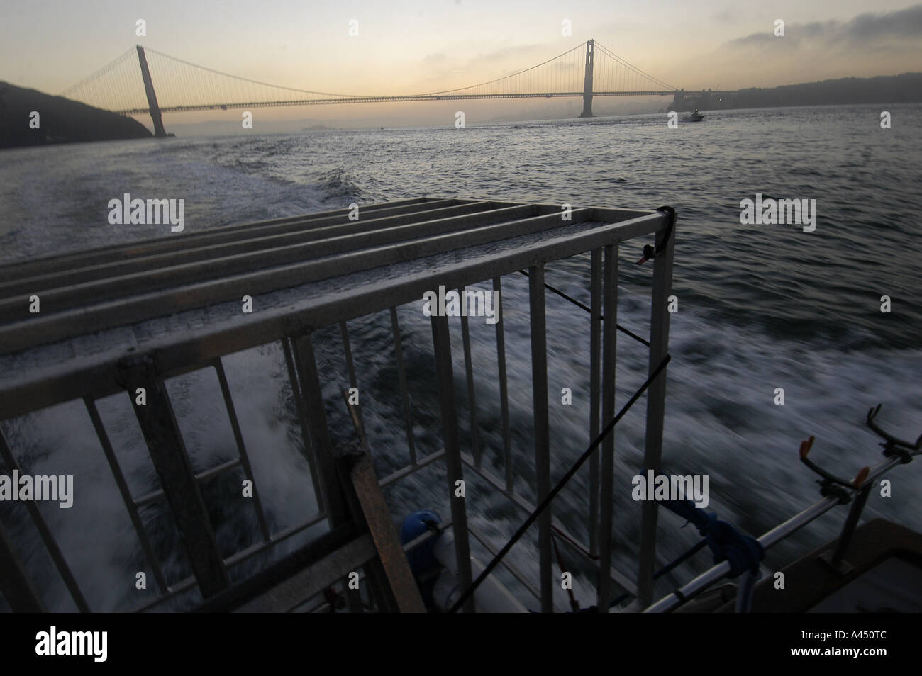 Great white shark diving cage with Golden Gate Bridge at sunrise San ...