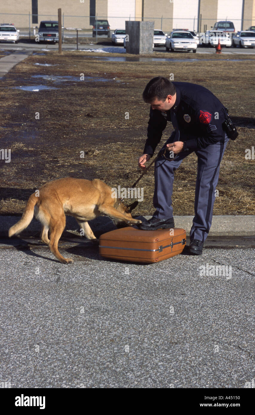 Police dog sniffing luggage. The dog is a Belgian Malanoise and works ...