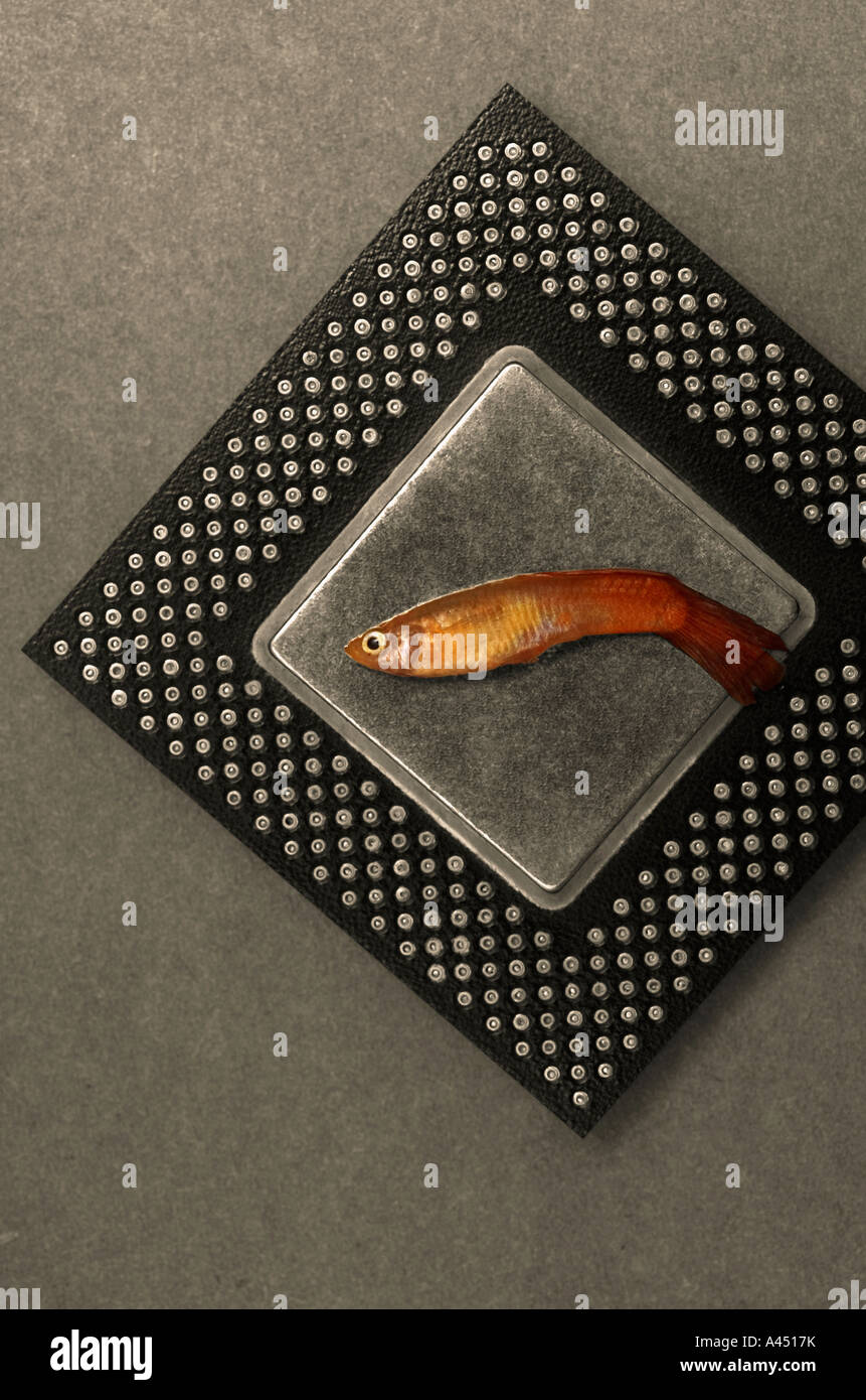 Goldfish plate hi-res stock photography and images - Alamy