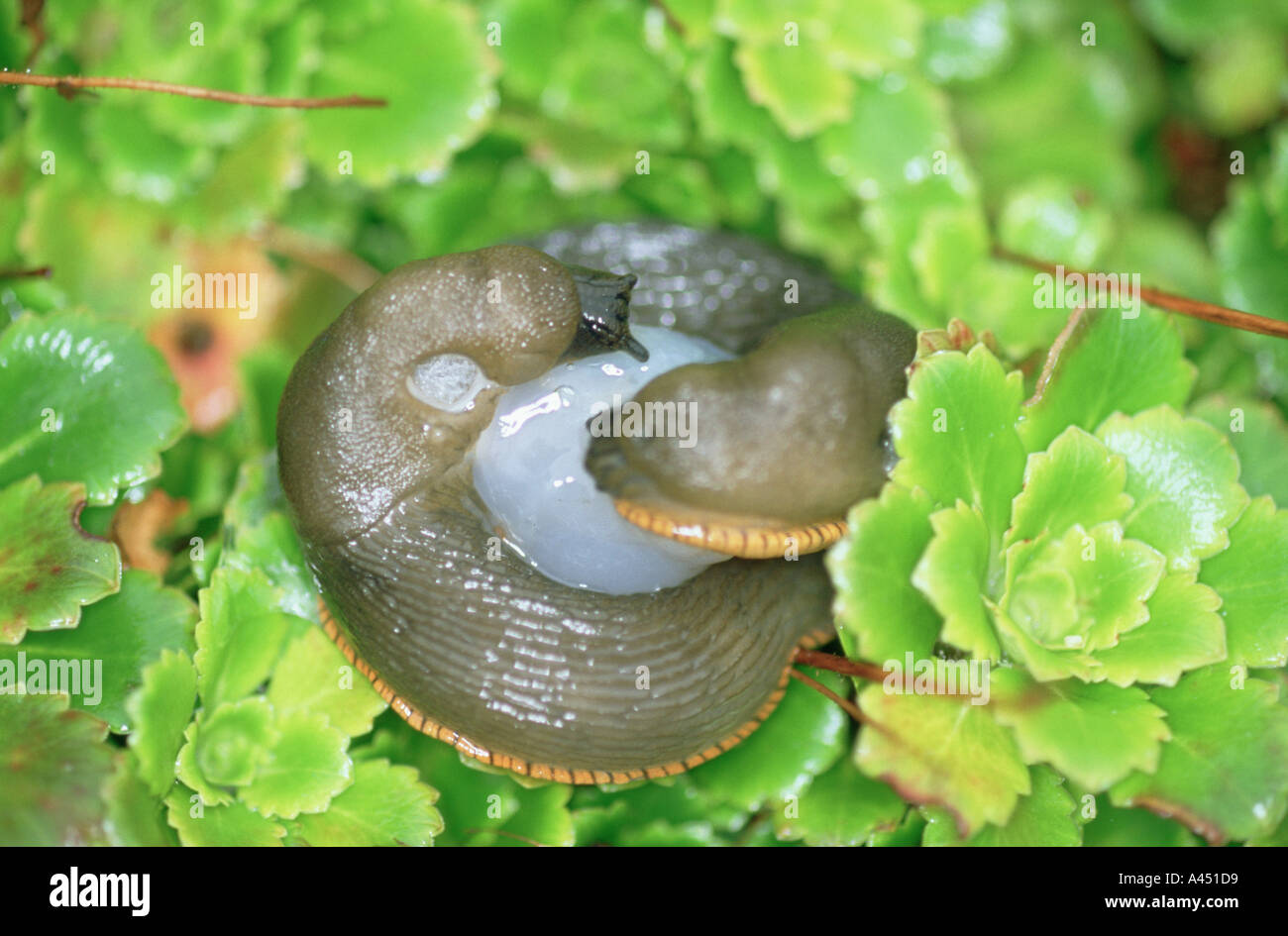 Black Slug Arion ater mating pair Stock Photo - Alamy