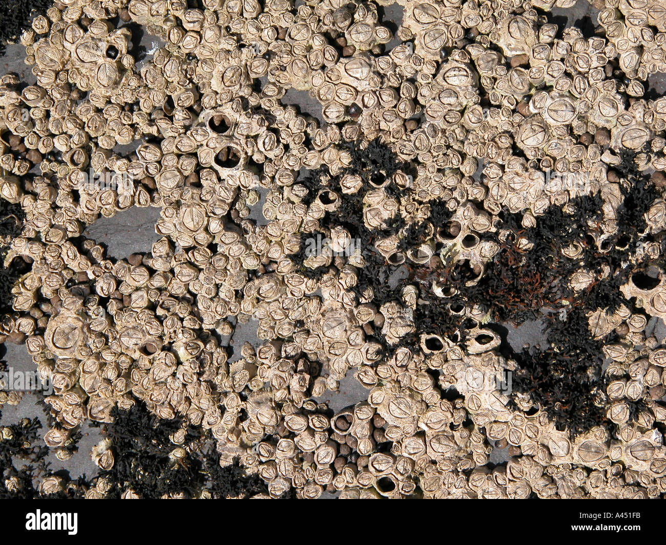 Erroded rock fossil hi-res stock photography and images - Alamy